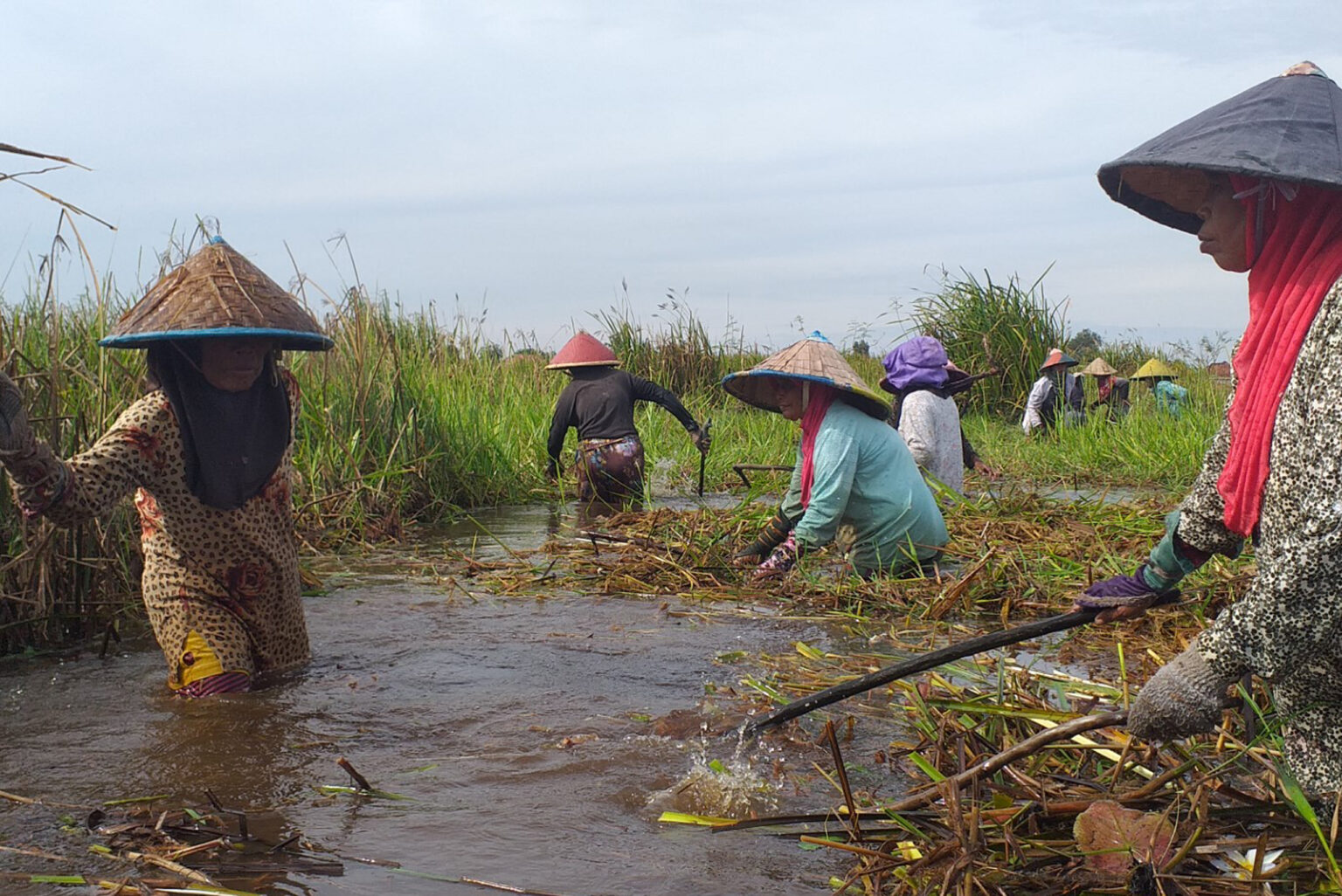Tiga Teknologi Ramah Lingkungan untuk Pengelolaan Lahan Gambut – pahlawangambut.id